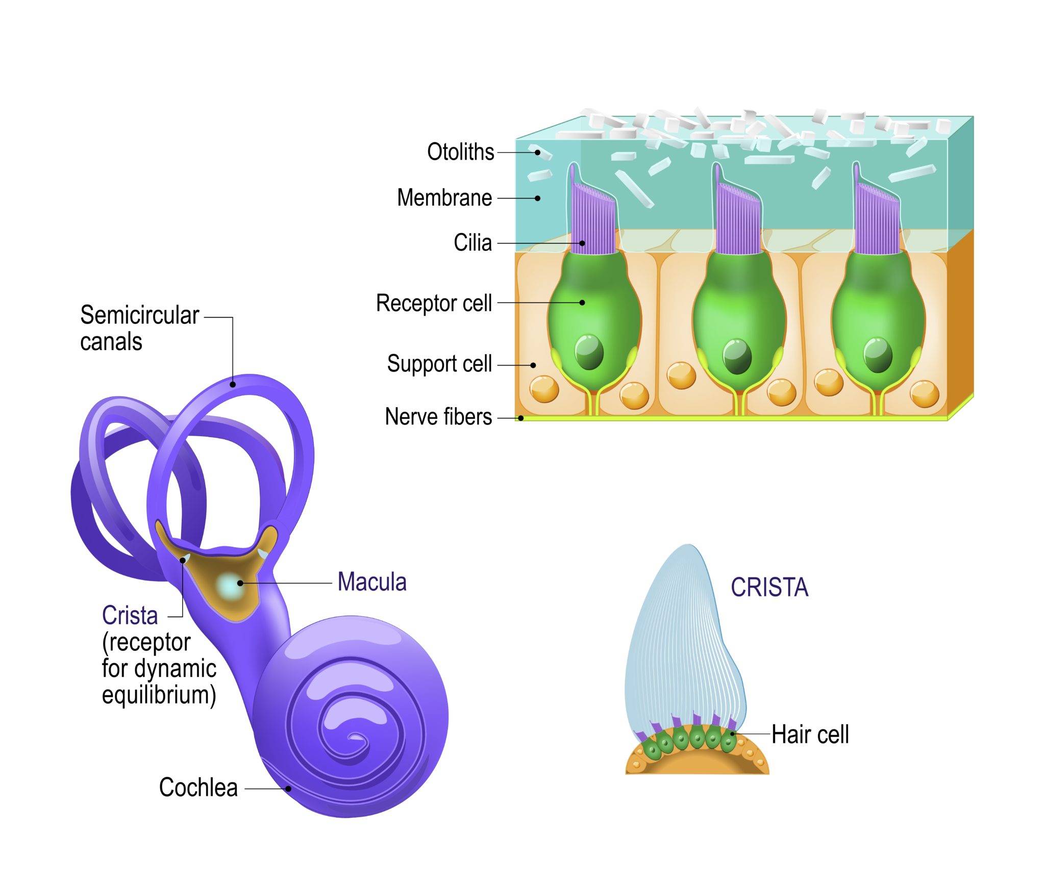 Vertigo and Vestibular/Balance Dysfunction - Boundless Physical Therapy ...